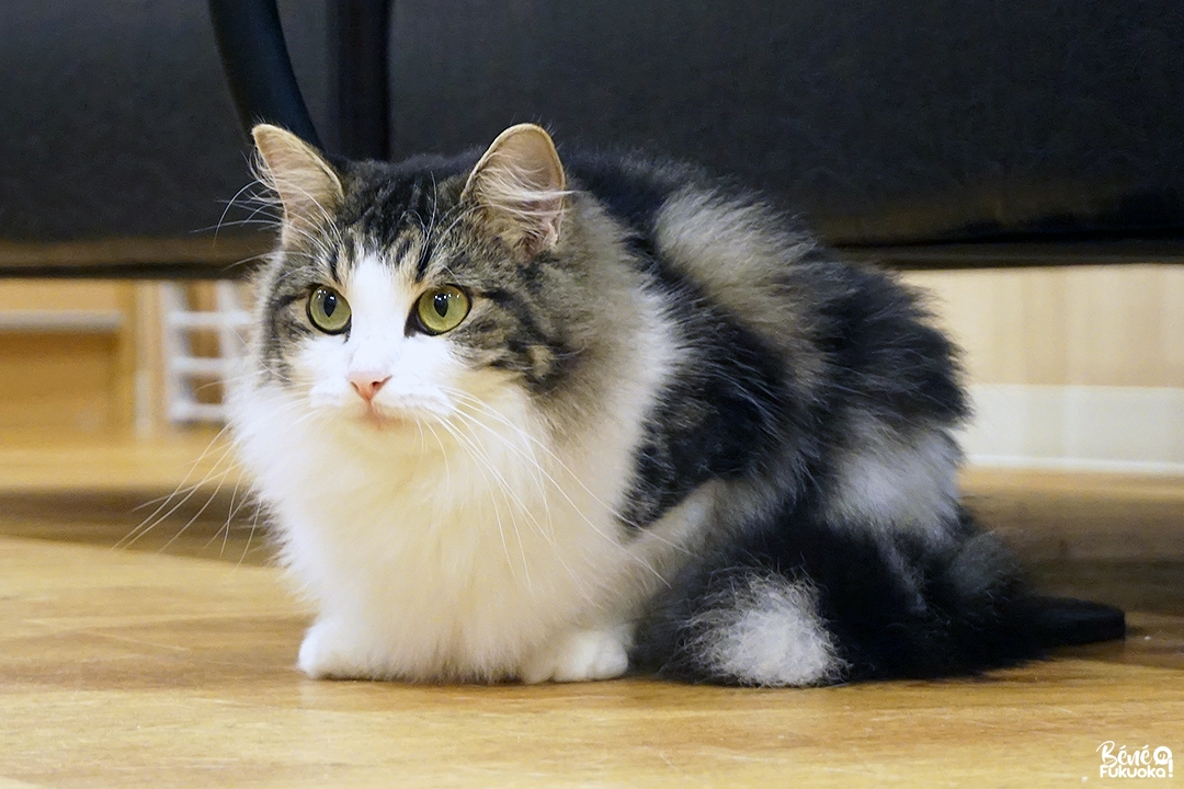 Cat Cafe OBC, mon café à chats préféré à Fukuoka - Béné no Fukuoka